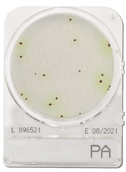 Compact Dry PA - Pseudomonas aeruginosa (40 stk) - Food Diagnostics