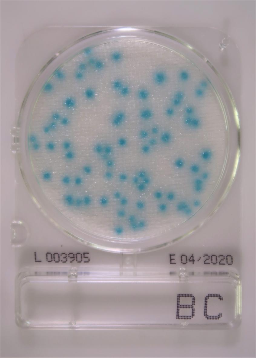 Compact Dry BC test af Bacillus cereus - Food Diagnostics