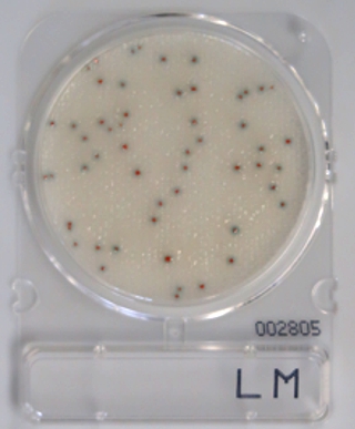 Compact Dry LM - Listeria mono (40 stk.) - Food Diagnostics